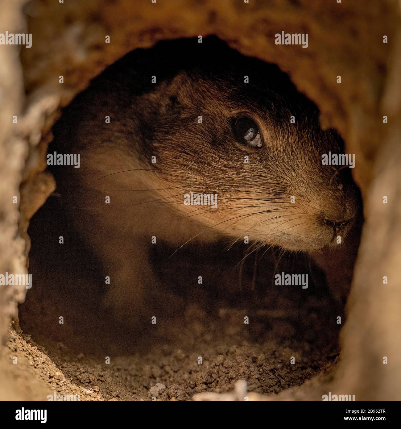Taking a peek hi-res stock photography and images - Alamy