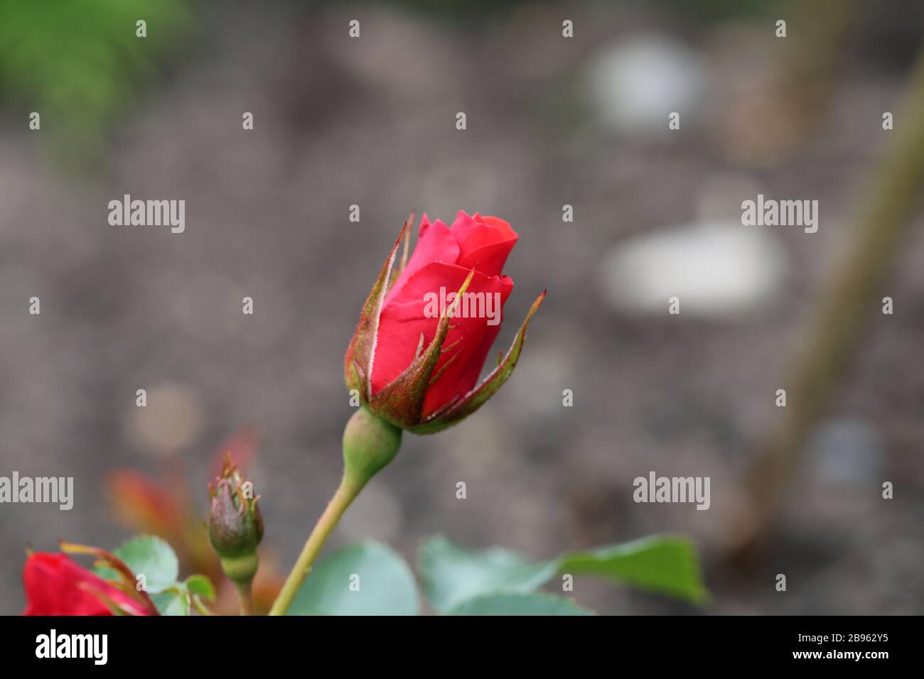 Beautiful red rose bud starting to open and become a blooming rose ...