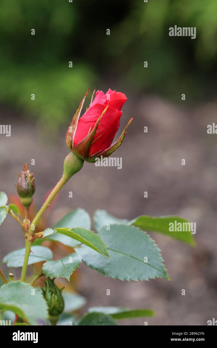 Beautiful red rose bud starting to open and become a blooming rose ...