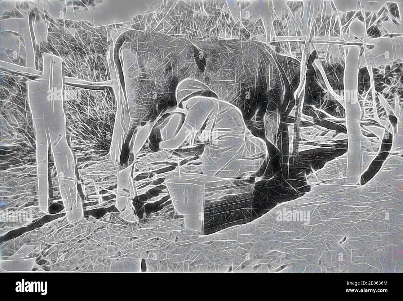 Negative - Kooloonong, Victoria, 1925, A woman milking a cow ...