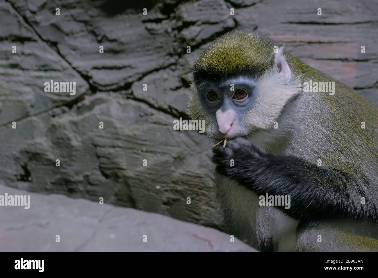 Green monkey looking around Stock Photo - Alamy