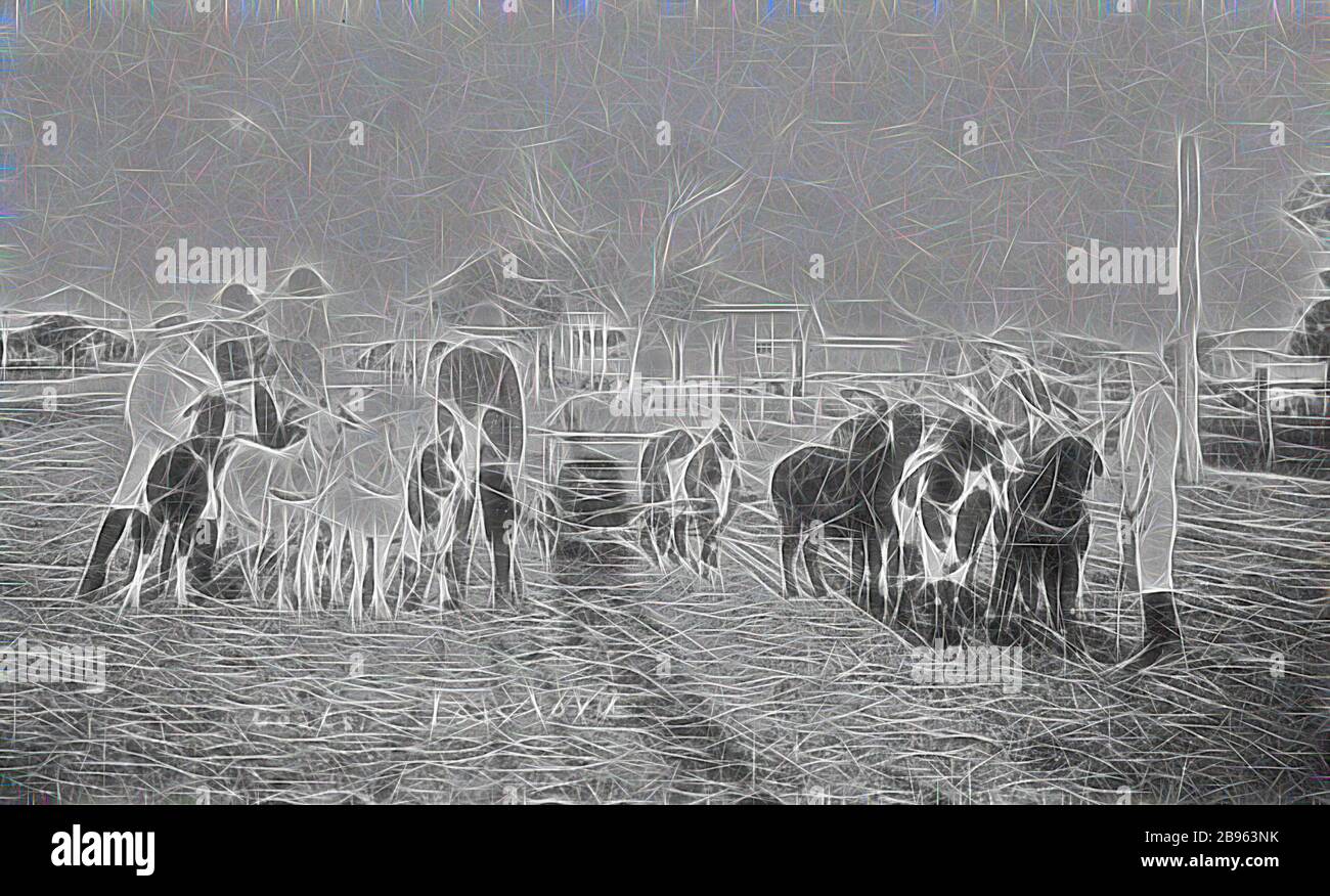 Negative - 'Goats', Isisford, Queensland, circa 1915, A group of boys ...