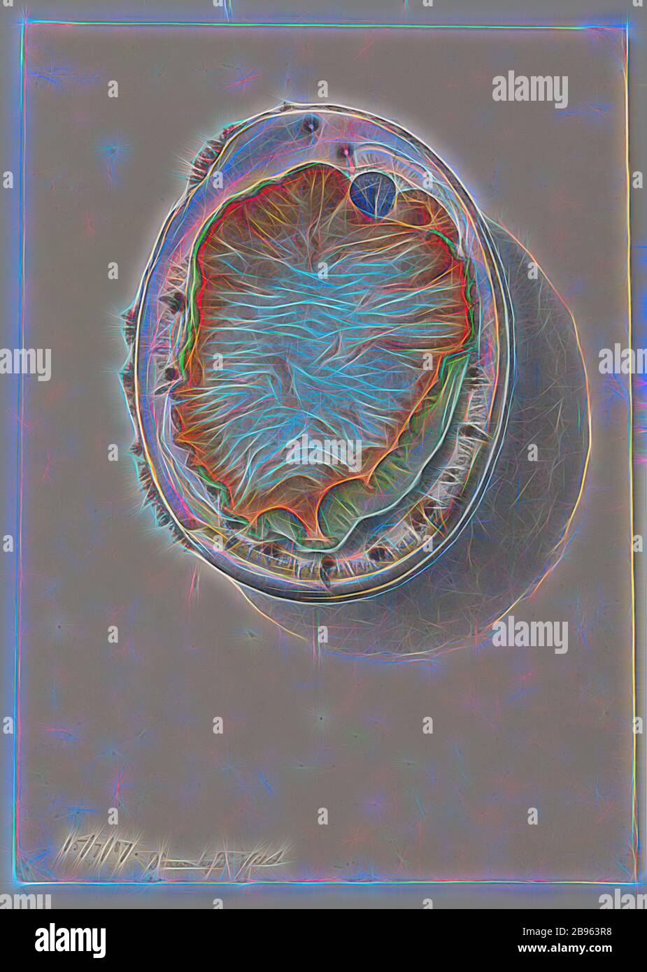 Watercolour illustration - Green-lipped Abalone, Haliotis laevigata, Dr ...