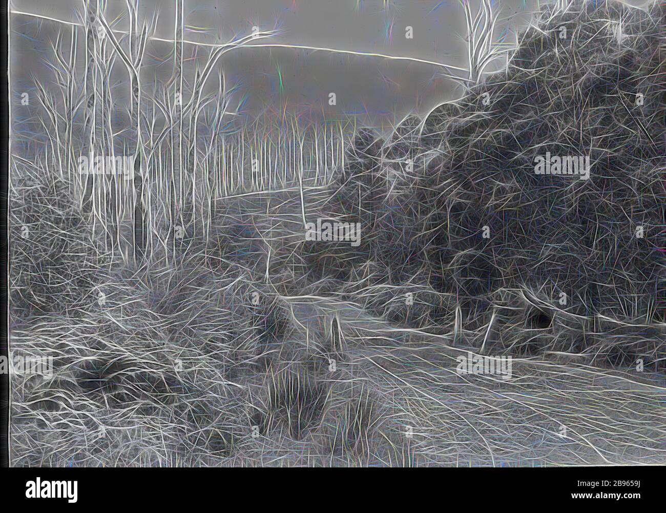 Lantern Slide - Ring Barked Trees, Yarra Valley, Victoria, Date Unknown ...