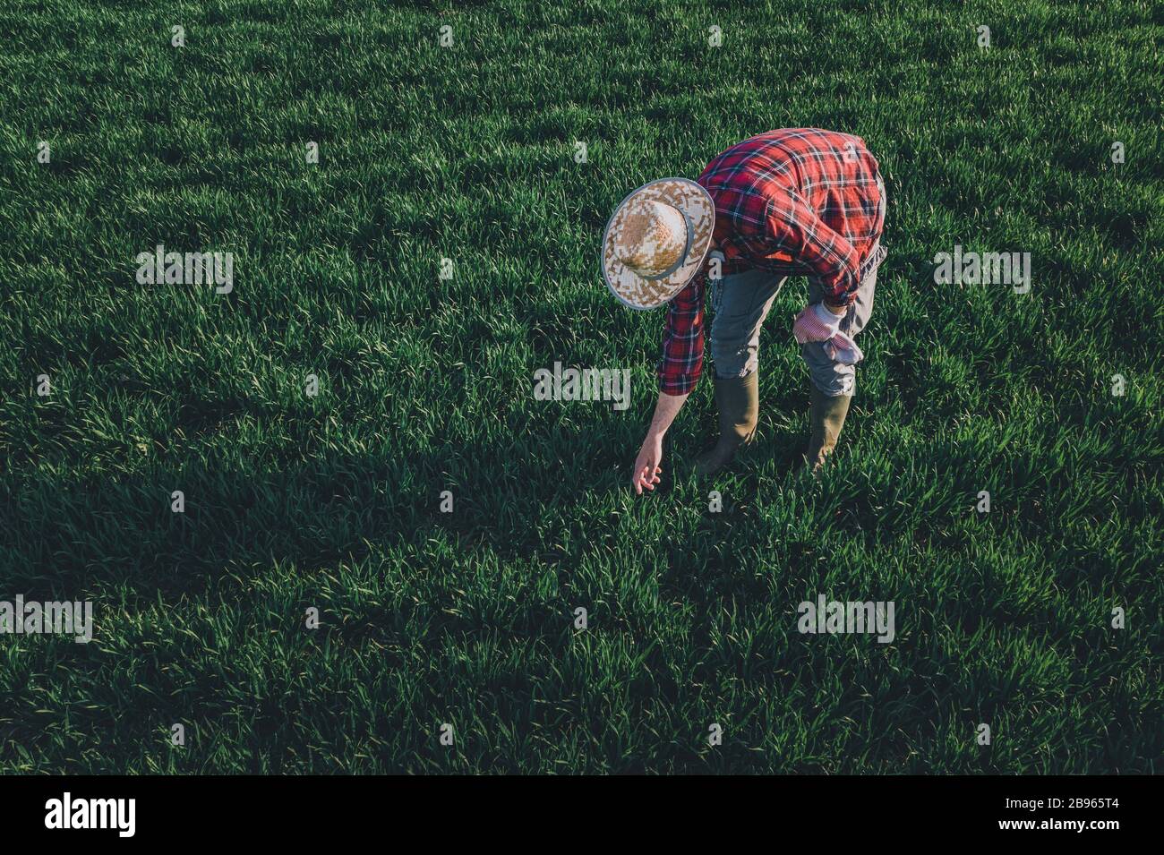 Wheat farmer analyzing crop development, adult male farm worker ...