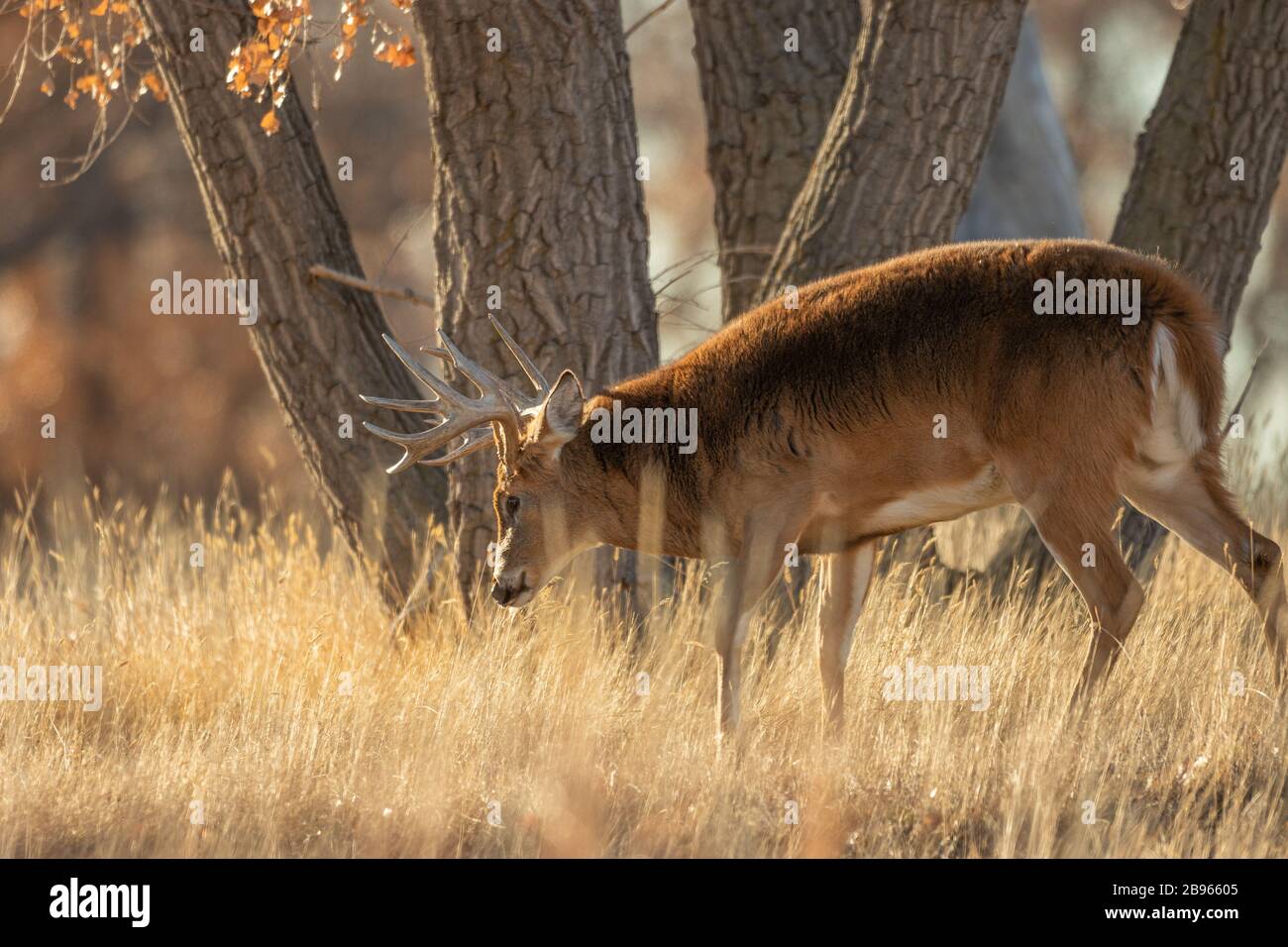 Whitetail Deer Buck in the Fall rut in Colorado Stock Photo - Alamy