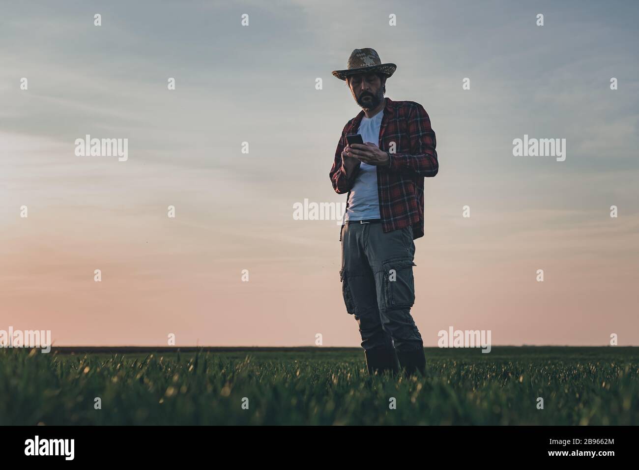 Farmer using smartphone in wheat crop field, smart farming concept on ...