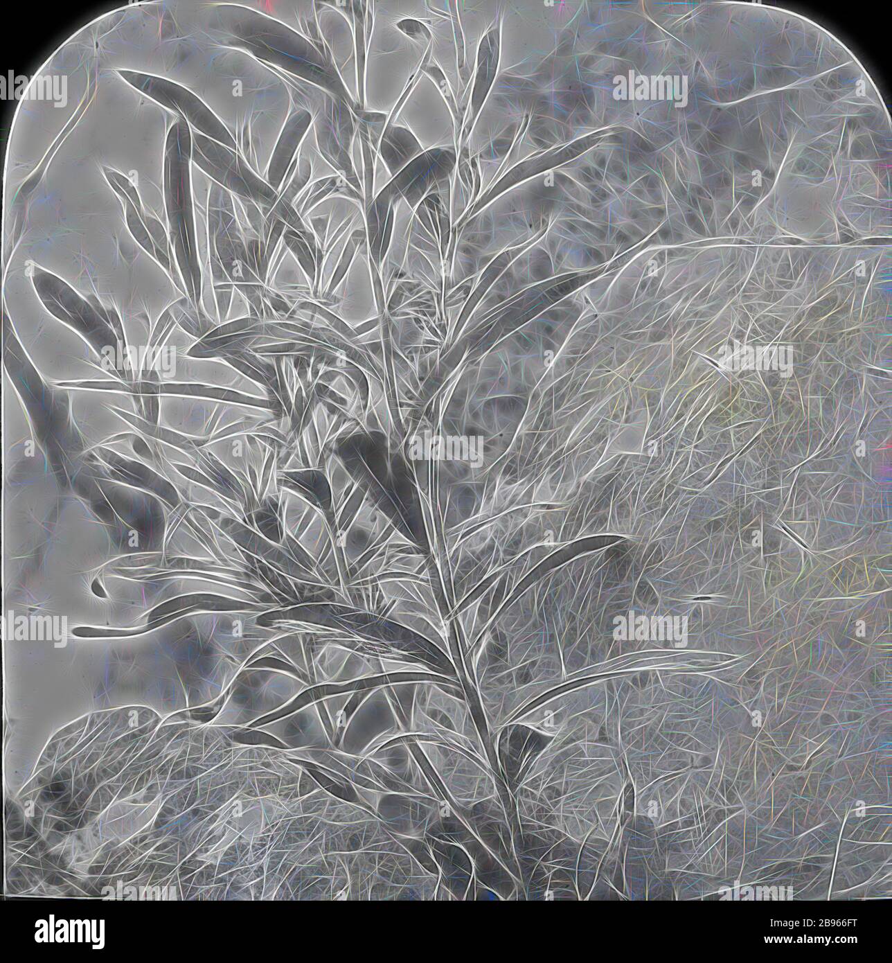 Hakea art hi-res stock photography and images - Alamy