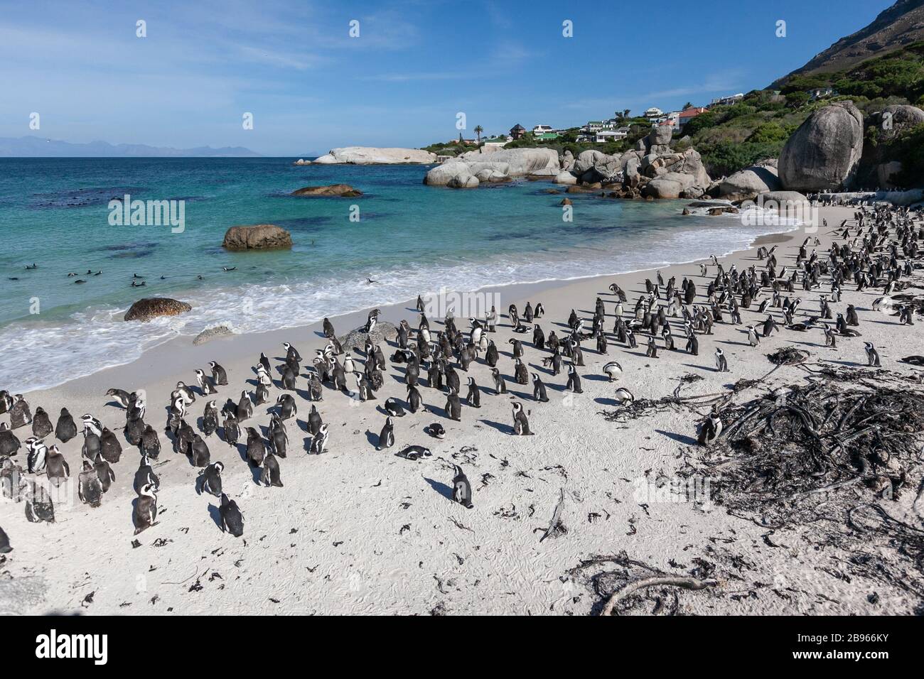 Penguins on the beach. Boulders beach colony. Sunny summer day Stock ...