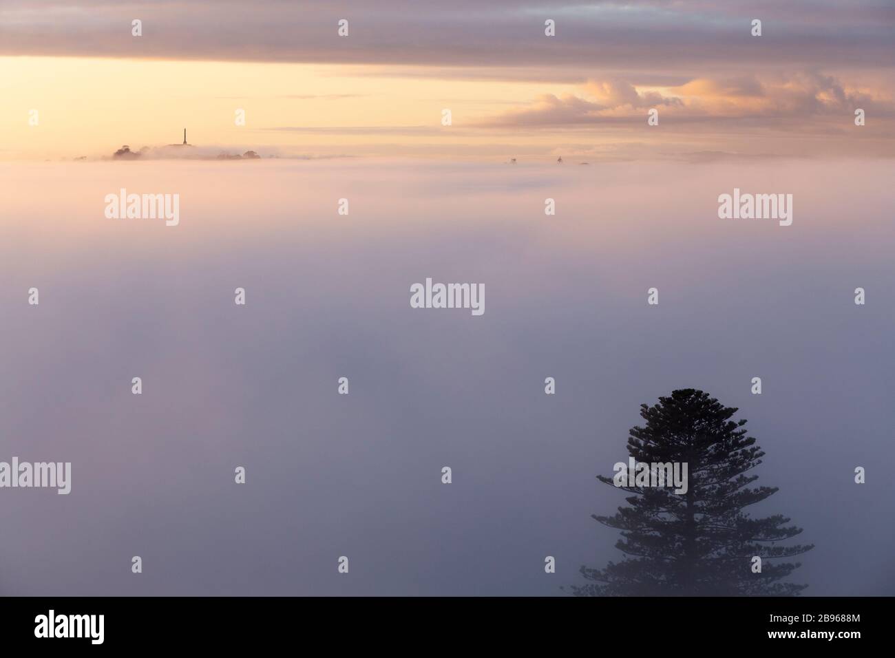A lone pine tree shrouded in fog with One Tree Hill in the background, as seen from Mount Albert ...