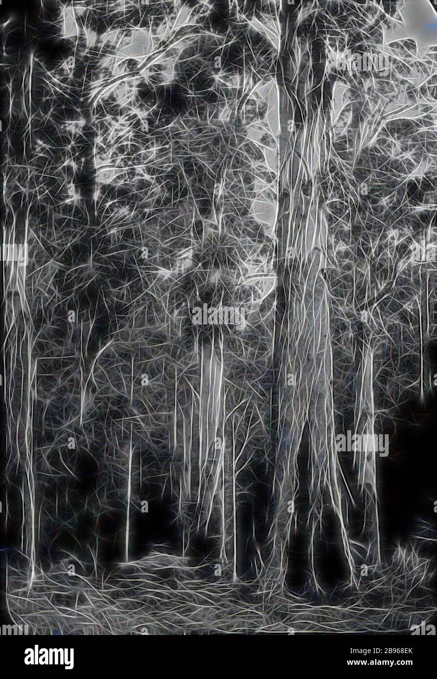 Lantern Slide - Trees, Olinda Falls, Victoria, Date Unknown, Black and ...