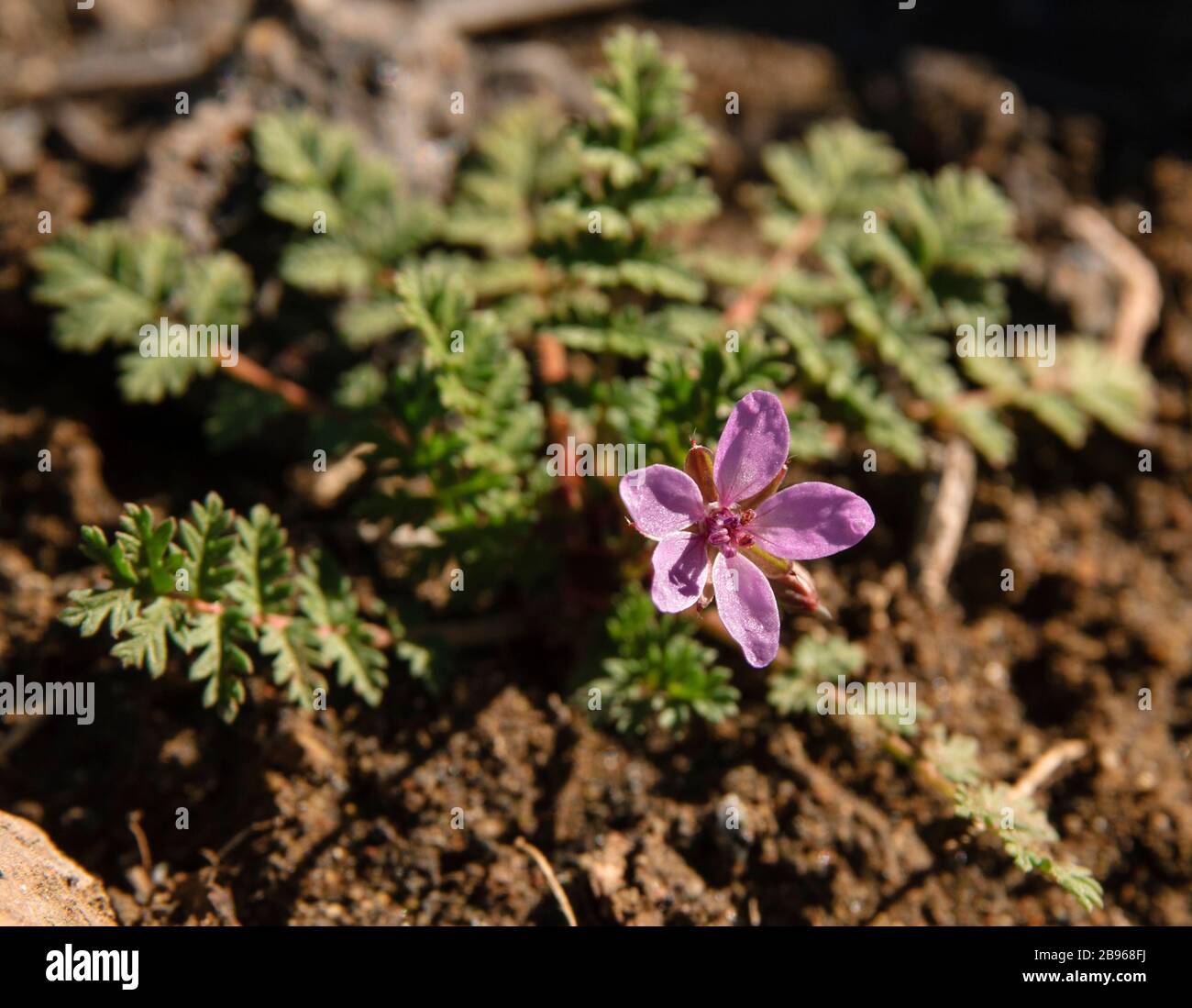 Erodium cicutarium hi-res stock photography and images - Alamy
