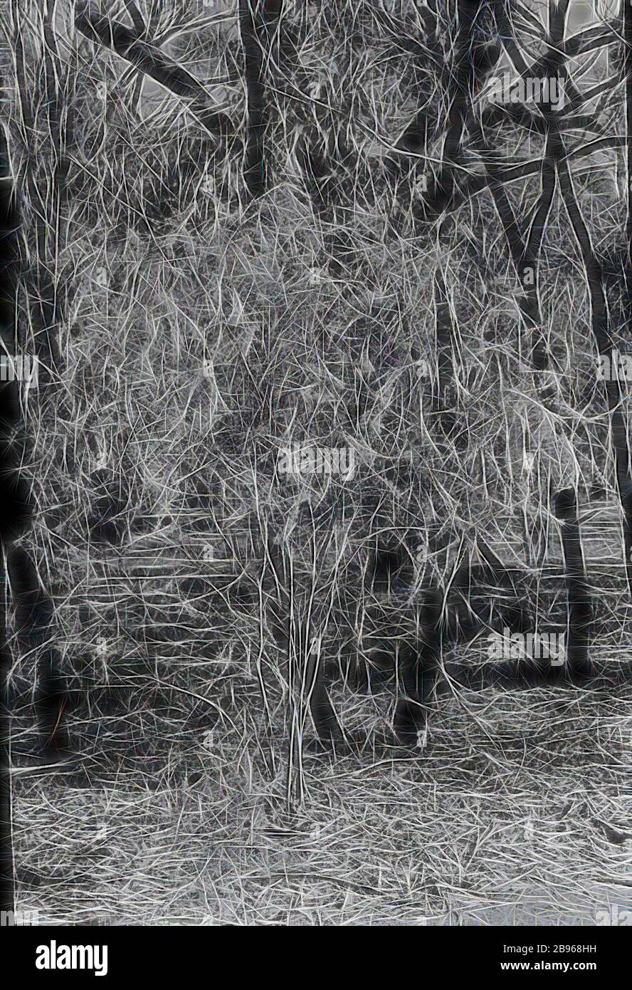 Black wattle tree hi-res stock photography and images - Alamy