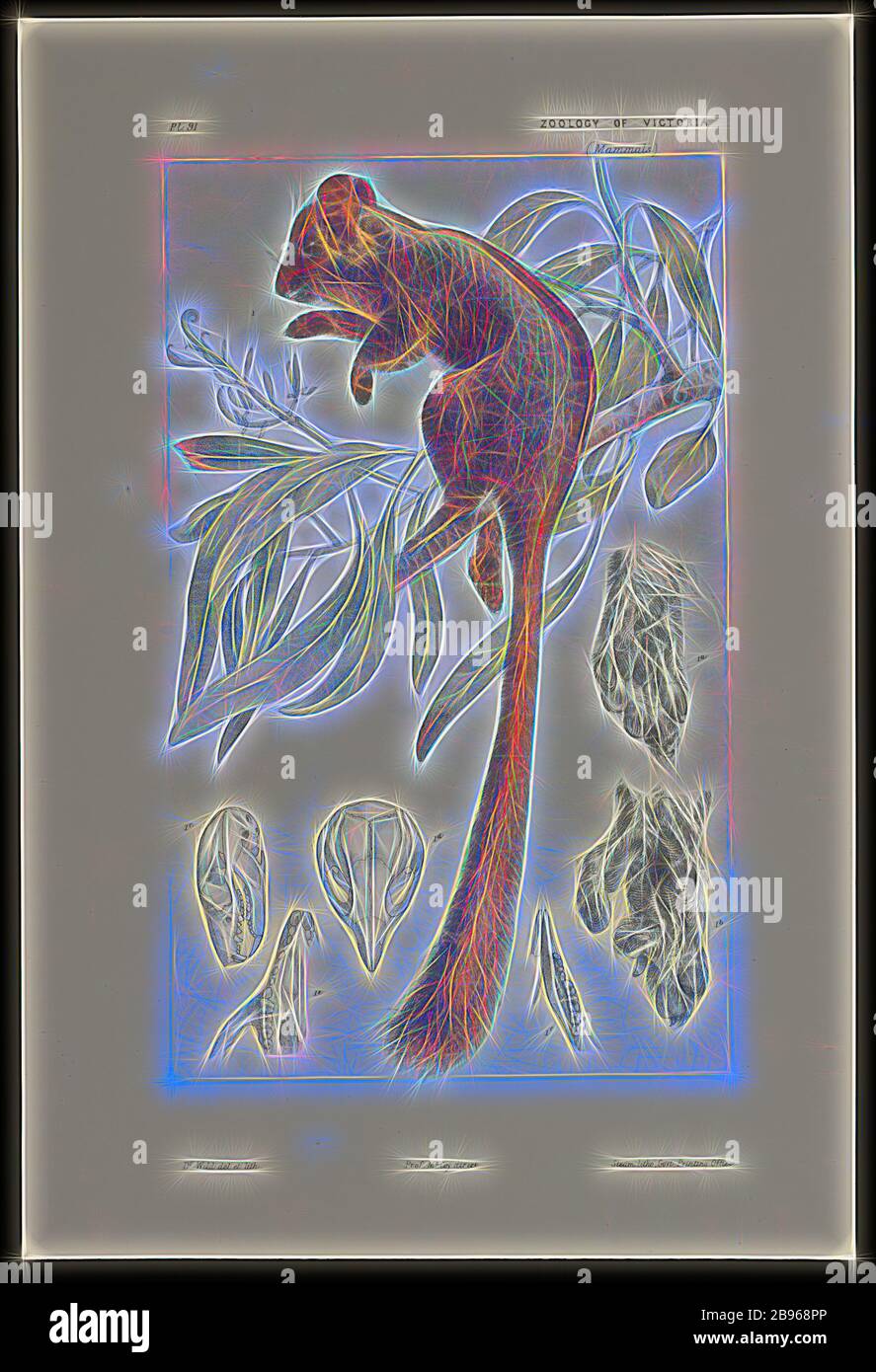 Lithographic Print - Leadbeater's Possum, Gymnobelideus leadbeateri ...