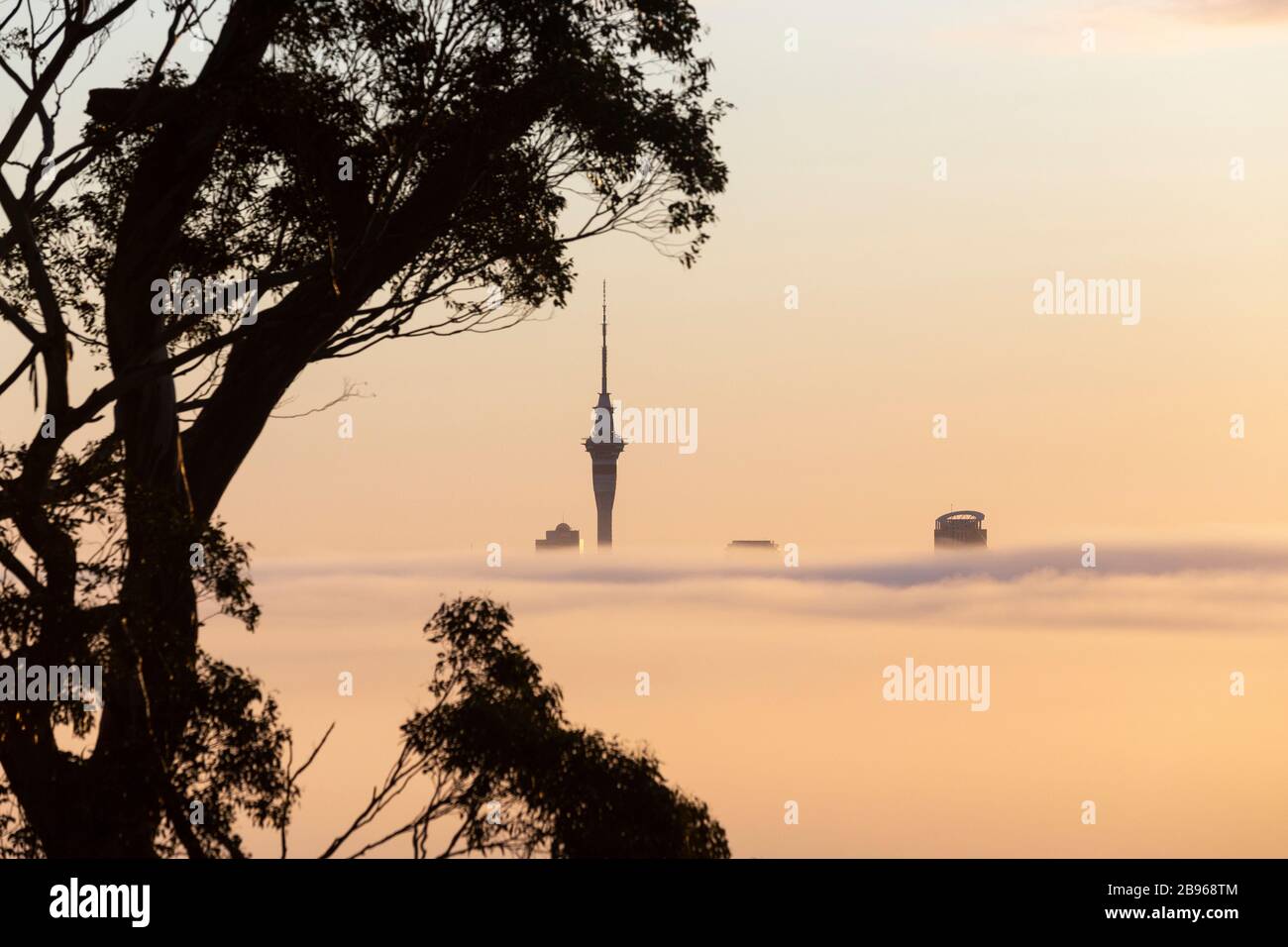 The Sky Tower in early morning fog as seen from Mount Albert, Auckland Stock Photo - Alamy
