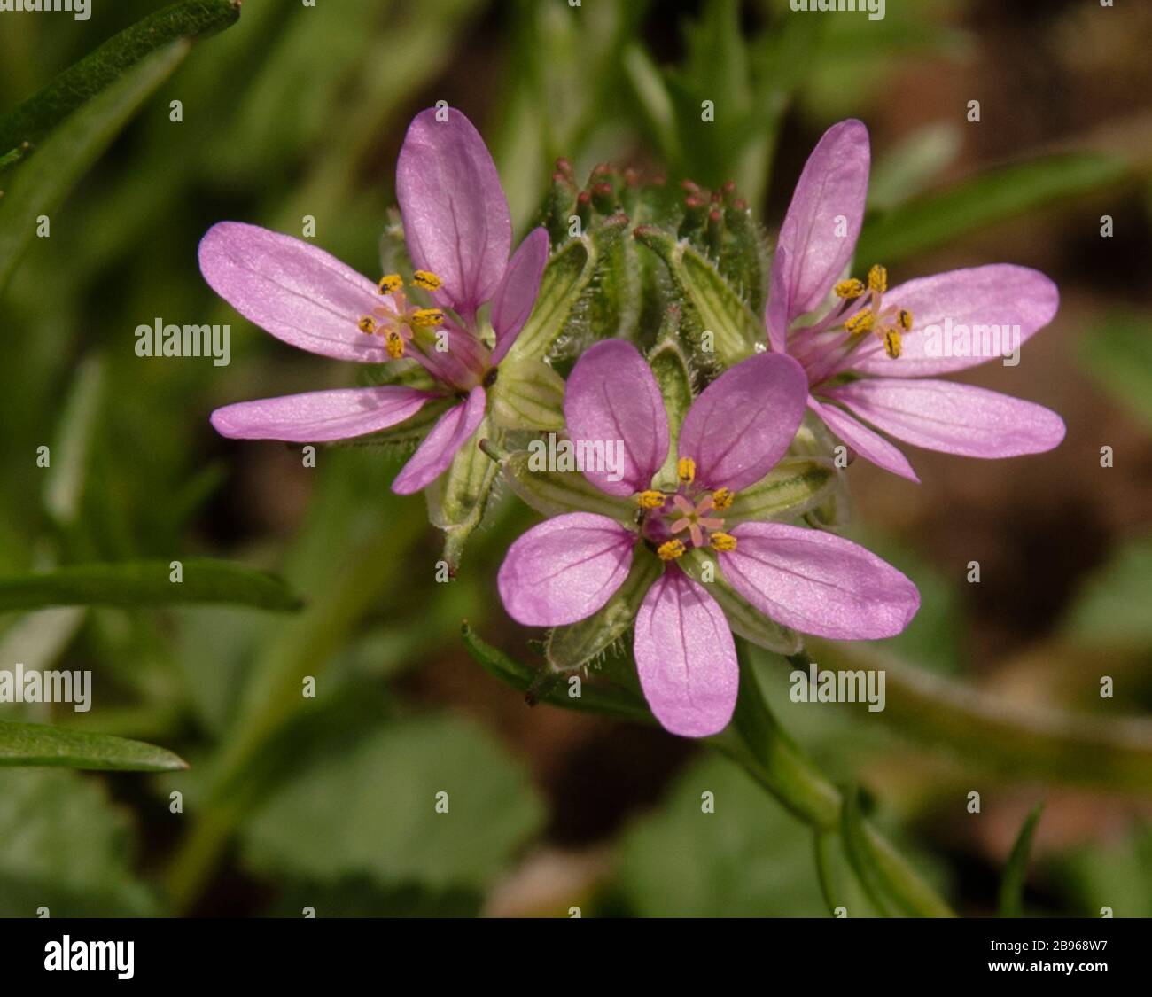 Moschatum hi-res stock photography and images - Alamy