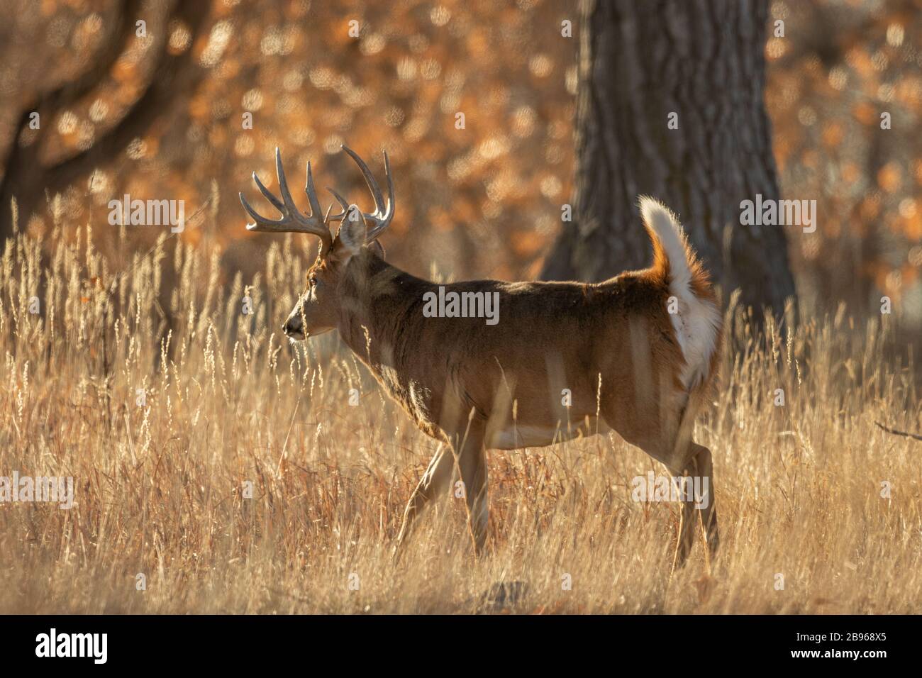 Whitetail Deer Buck in the Fall rut in Colorado Stock Photo - Alamy