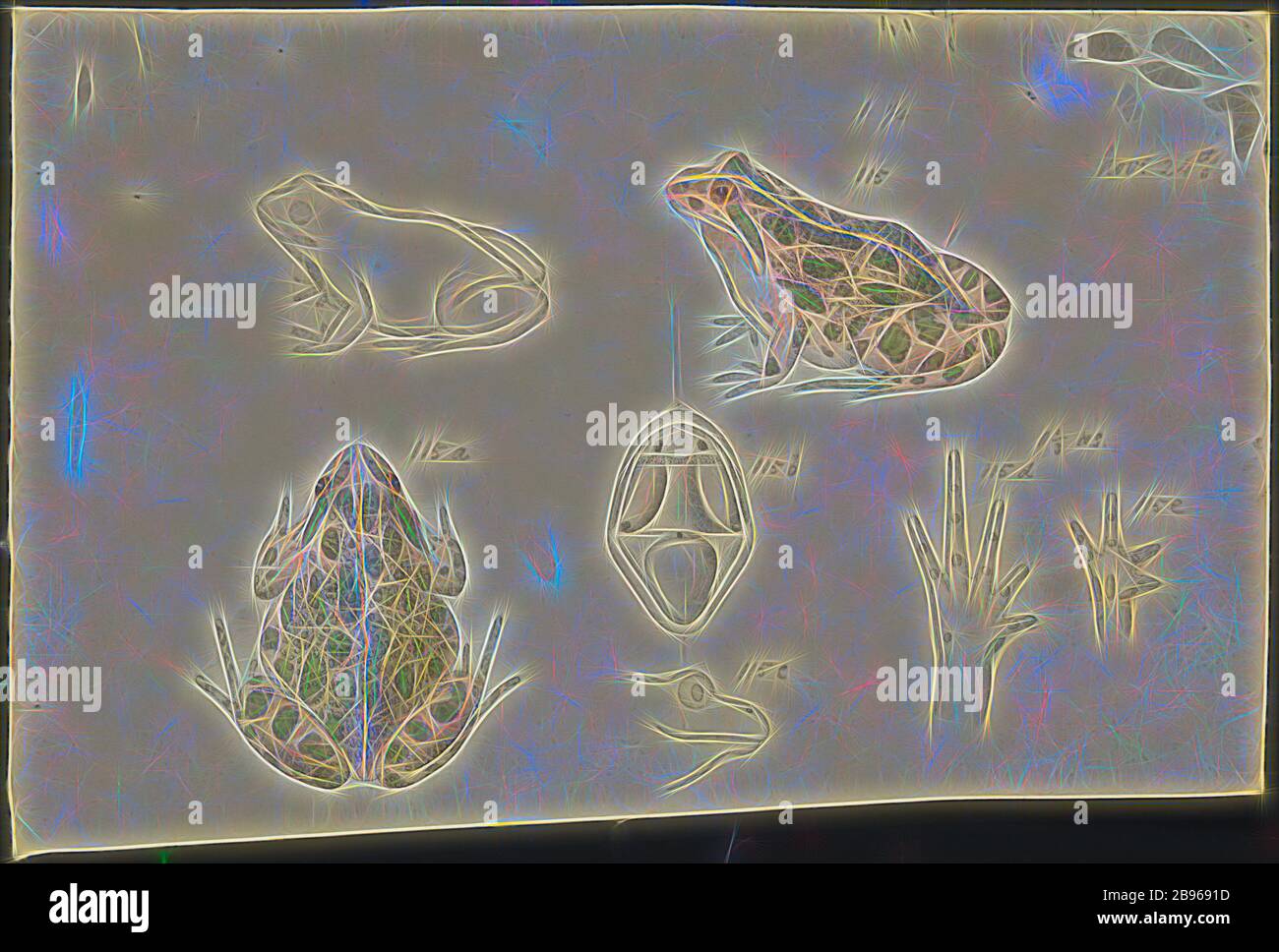 Watercolour drawing of a Spotted Marsh Frog, Lymnodynastes tasmaniensis ...