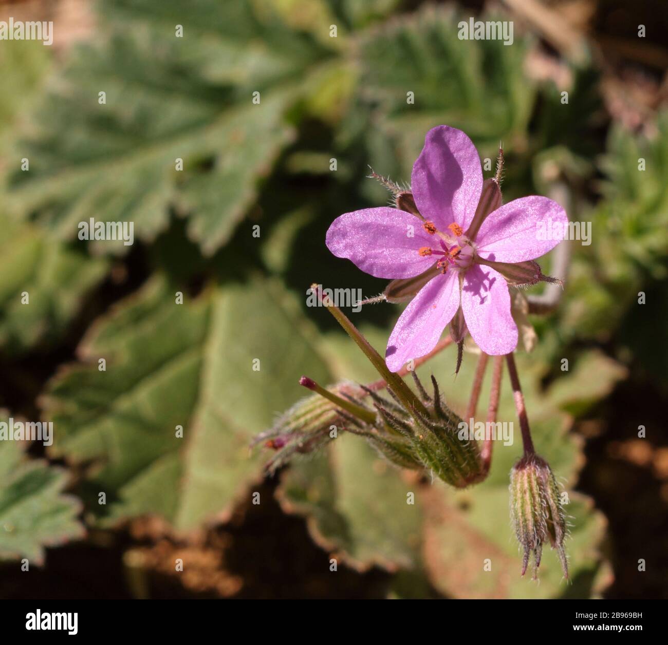 Erodium chium hi-res stock photography and images - Alamy