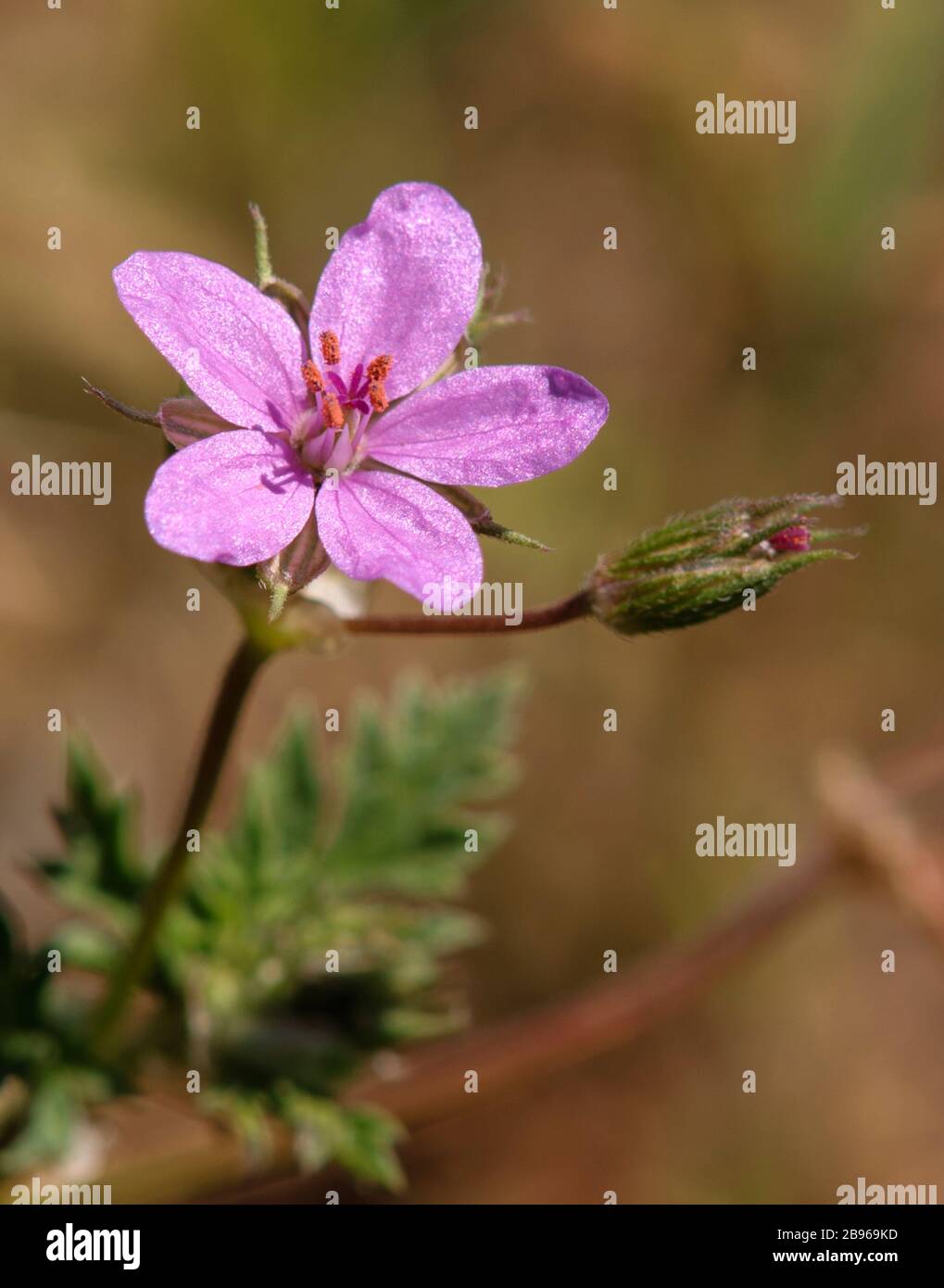 Erodium chium hi-res stock photography and images - Alamy