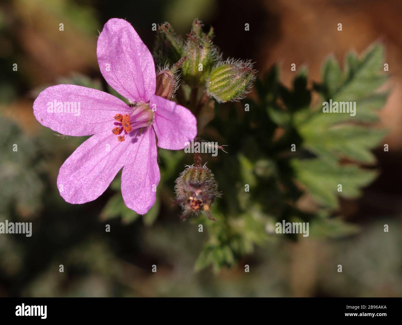 Erodium chium hi-res stock photography and images - Alamy