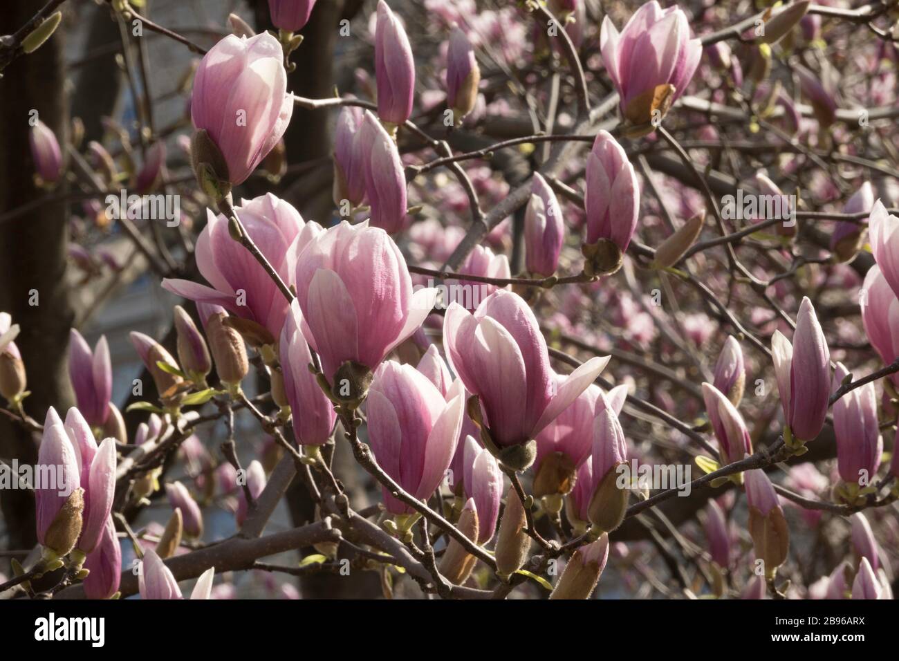 Springtime Magnolia Trees with Blossoms in Central Park, NYC Stock ...