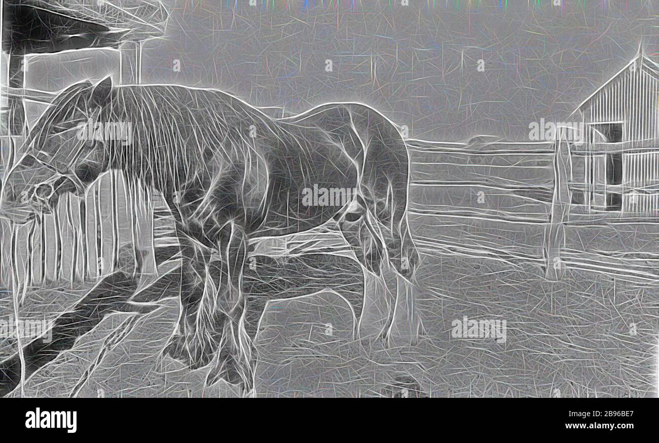 Negative - Horse in the Yard on 'Portland Downs' Station, Isisford ...