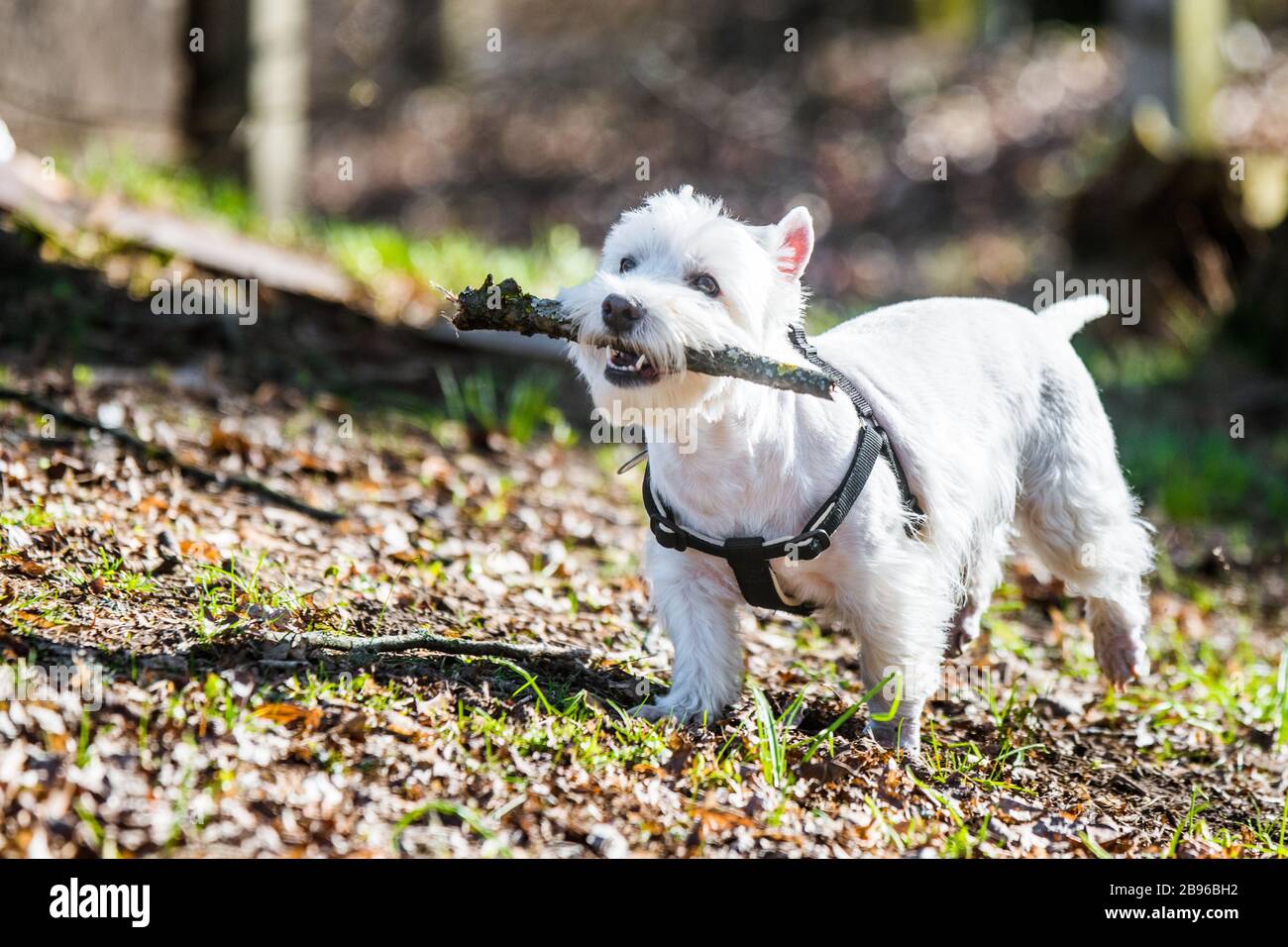 Dog with big stick hi-res stock photography and images - Alamy