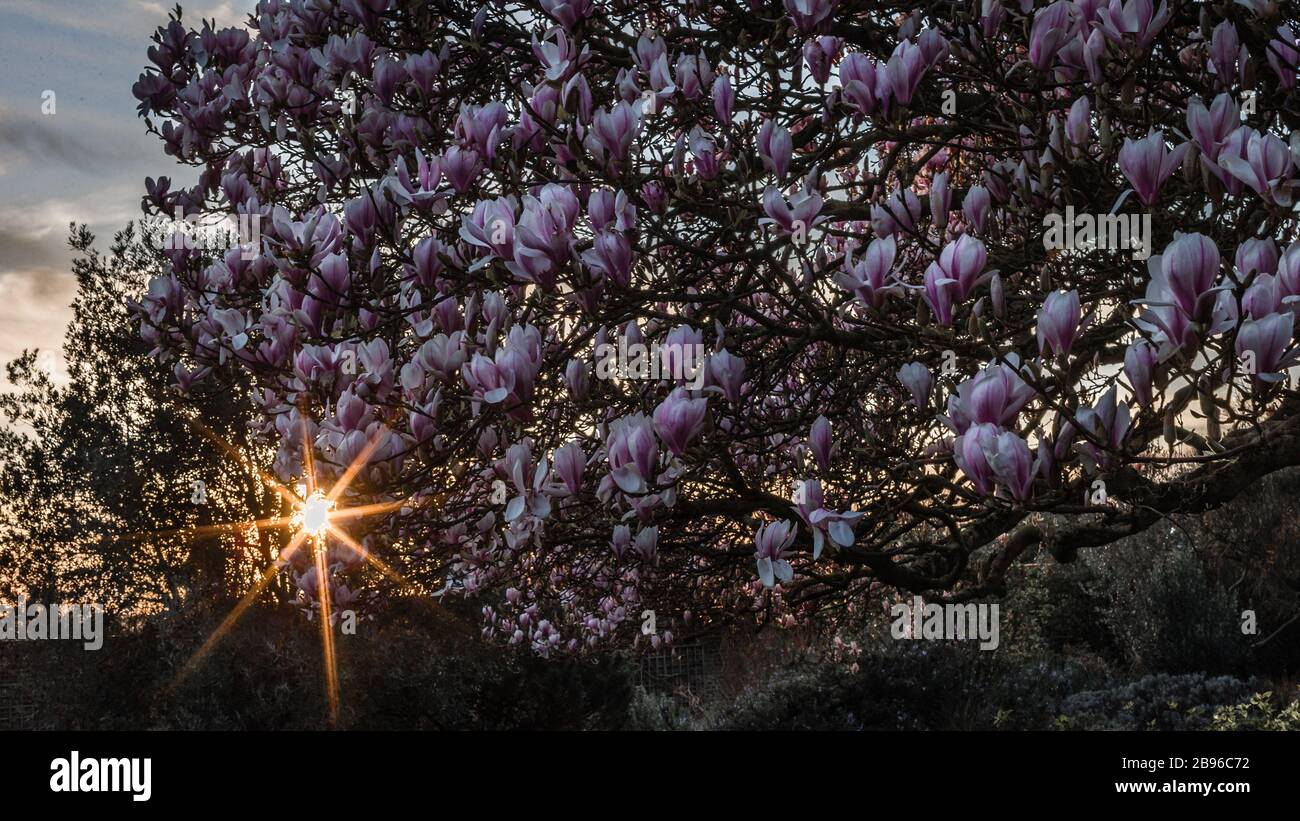 Sunset and sunlight through a magnolia tree in a London park Stock ...