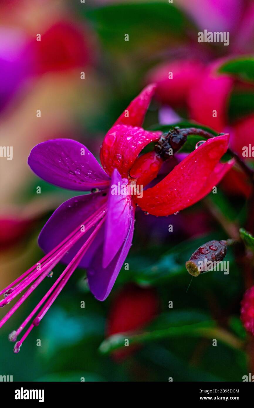 Fuchsia fulgens in a flower field Stock Photo - Alamy