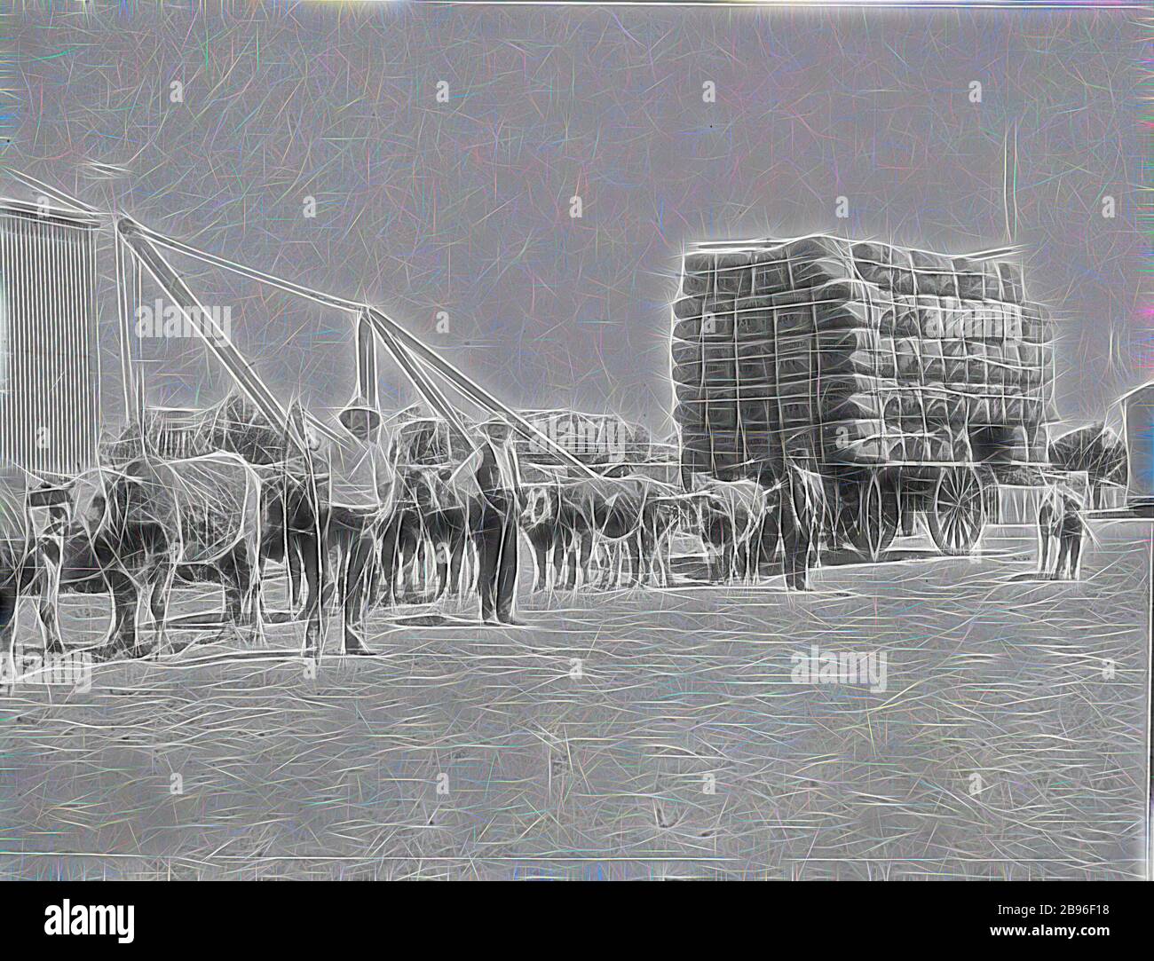 Negative - Moama, New South Wales, 1905, A record load of wheat (10 ...