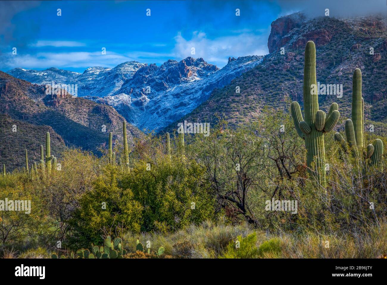 Cactus in the desert hi-res stock photography and images - Alamy