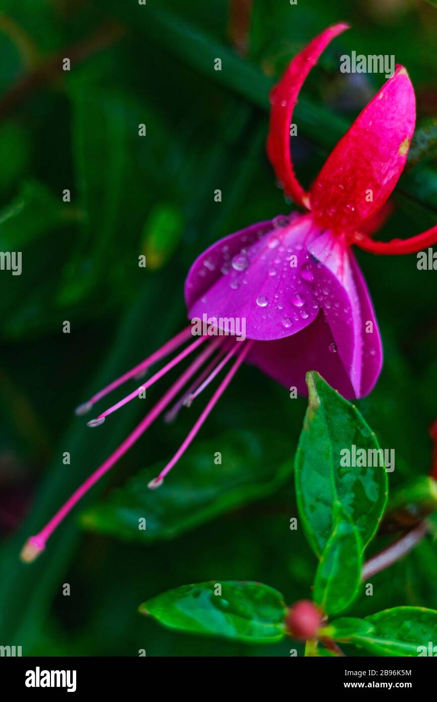 Fuchsia fulgens in a flower field Stock Photo - Alamy