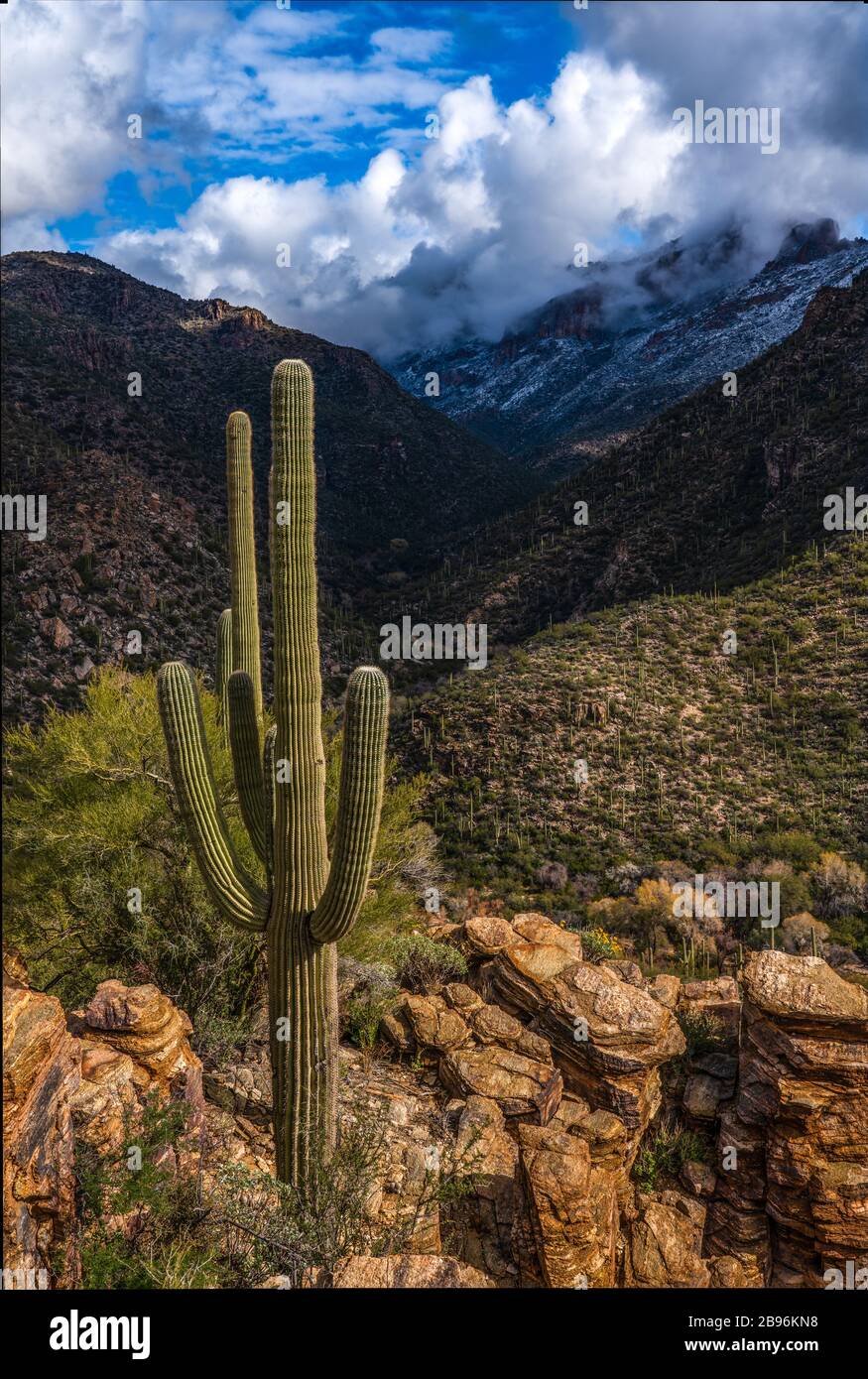 Cactus in the desert hi-res stock photography and images - Alamy
