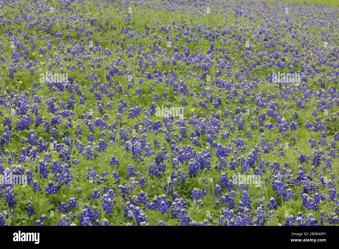 Field of bluebonnets hi-res stock photography and images - Alamy