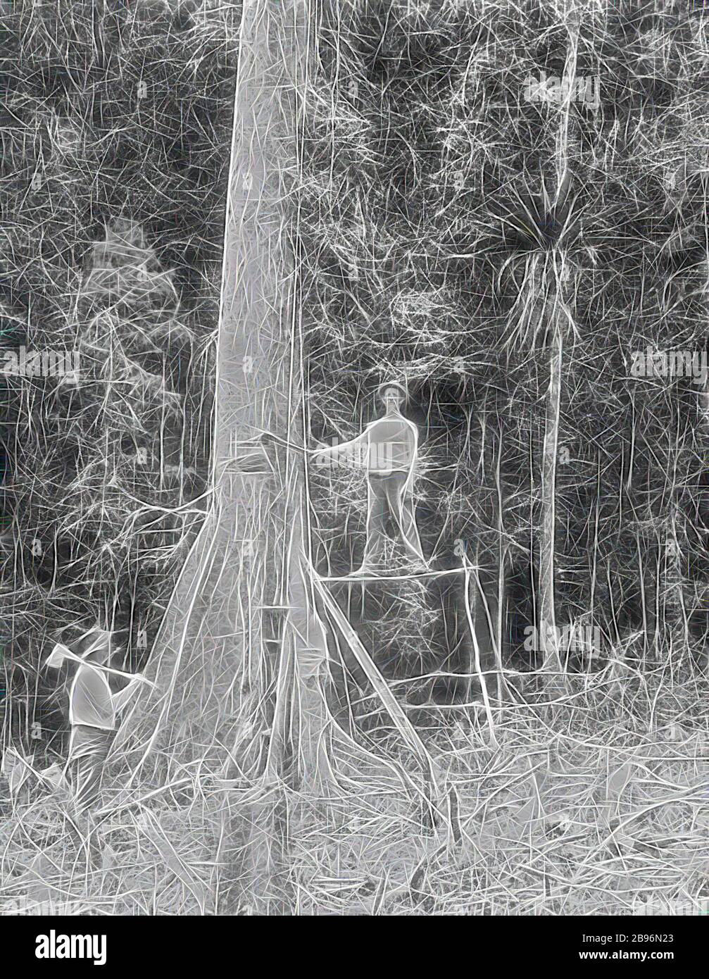 Glass Negative - Felling a Tree, by A.J. Campbell, Queensland, circa ...