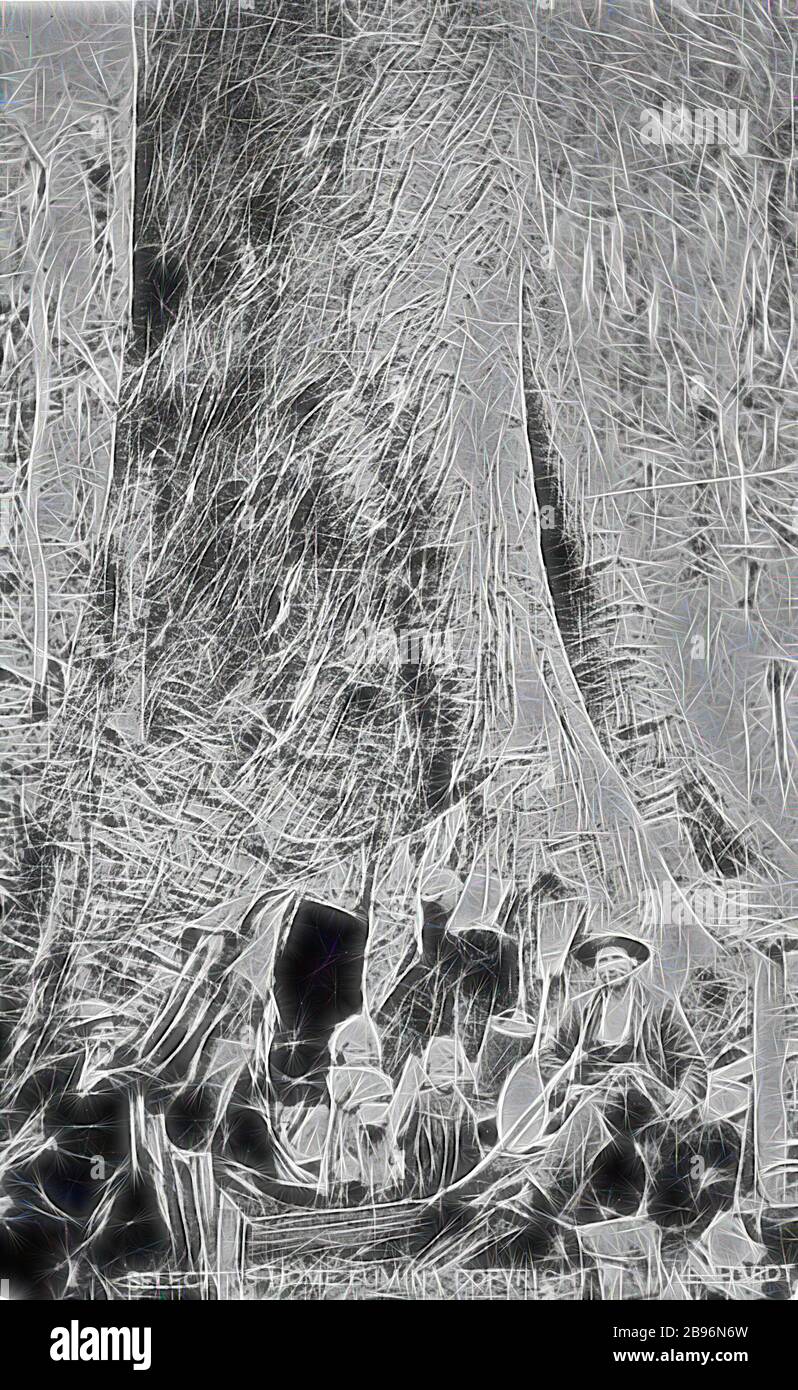 Negative - The 'Penny Tree', Fumina, Victoria, circa 1907, The 'Penny ...