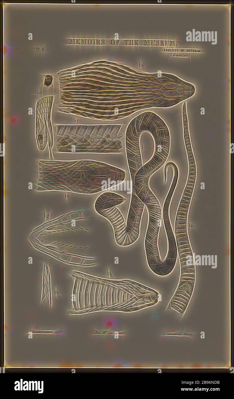 Lithographic proof (black), Tiger Snake, Notechis scutatus, Prahran ...