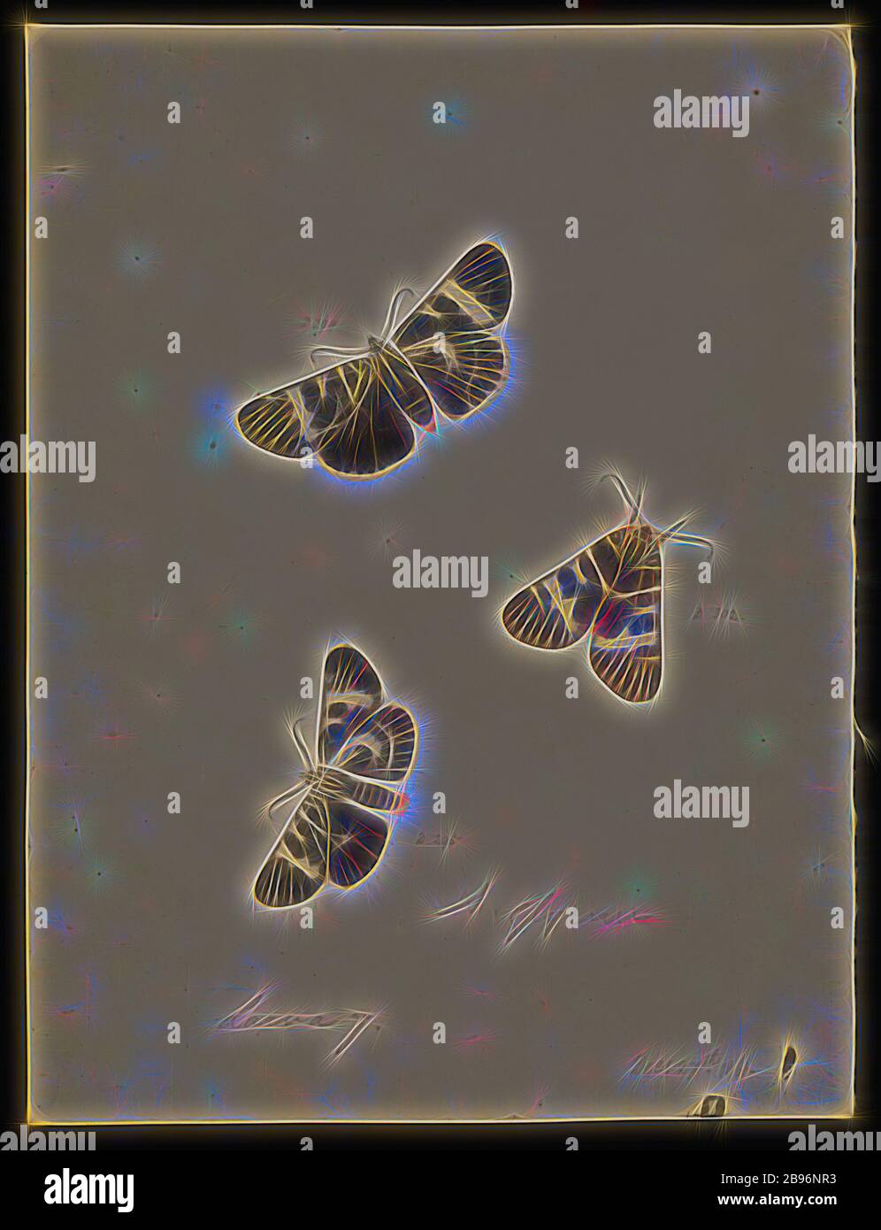 Arthur bartholomew vine moth hi-res stock photography and images - Alamy