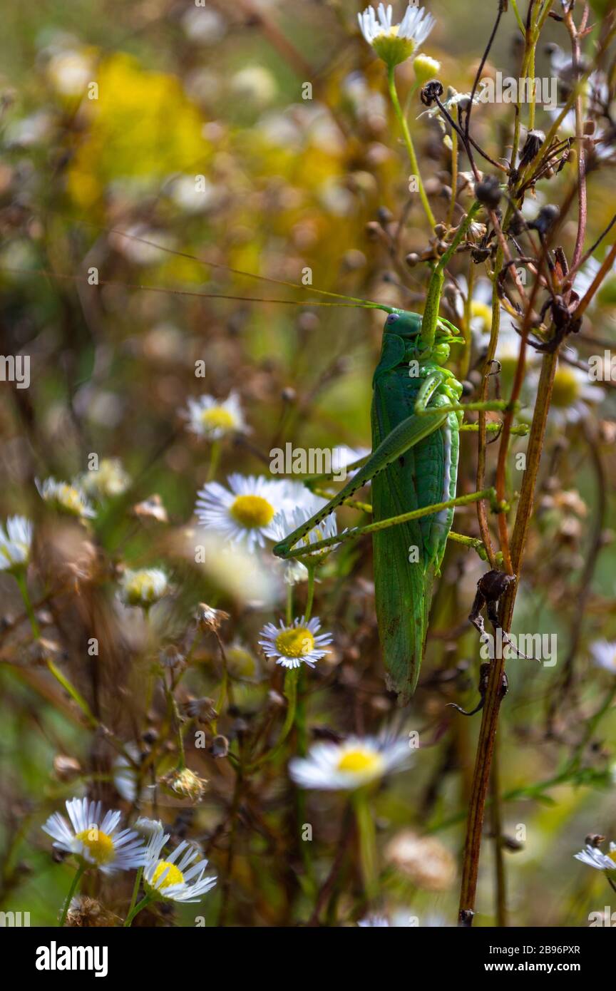 Locust close hi-res stock photography and images - Alamy