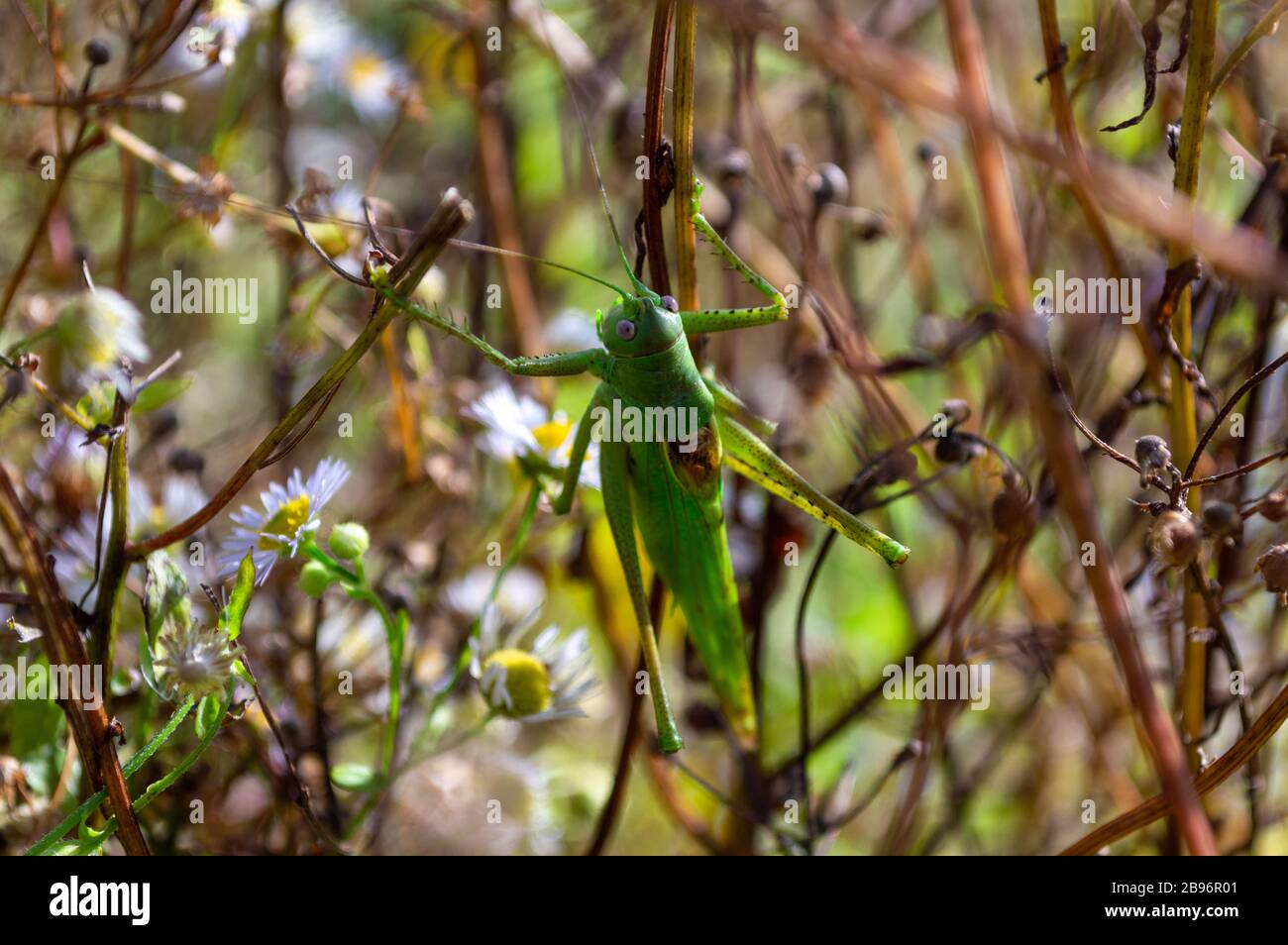 Grasshopper back hi-res stock photography and images - Alamy