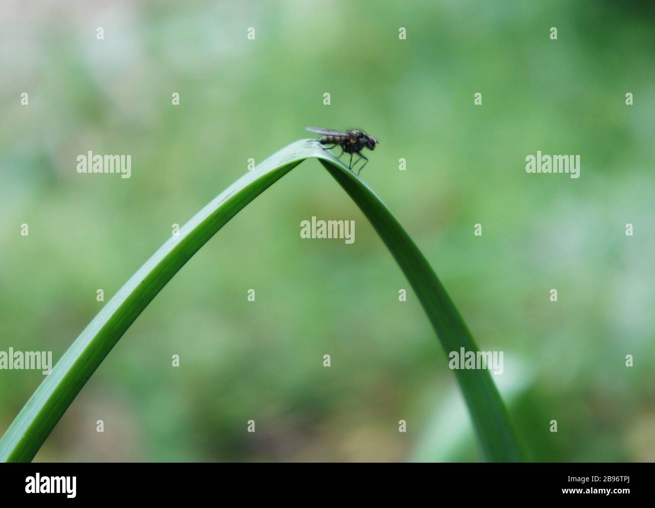 Insect on a blade of grass Stock Photo - Alamy