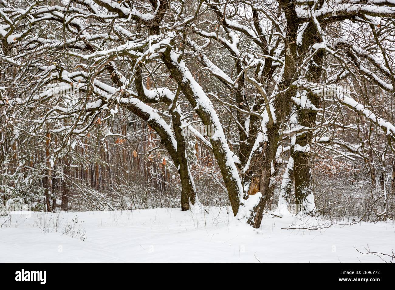 Nice winter scene in hi-res stock photography and images - Alamy