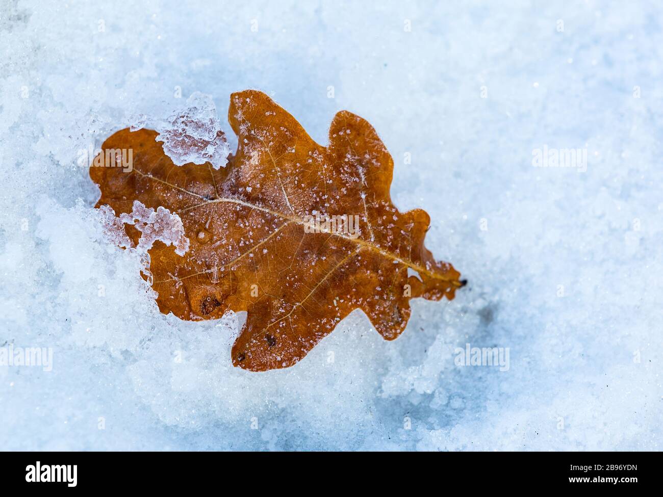 alone frozen oak leaf on snow surface Stock Photo - Alamy