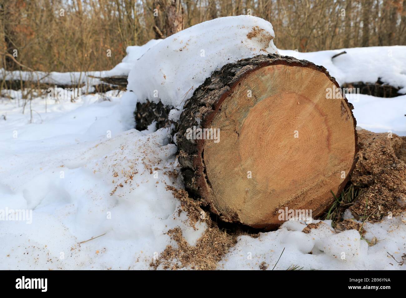 Wood logs stacked under log hi-res stock photography and images - Alamy