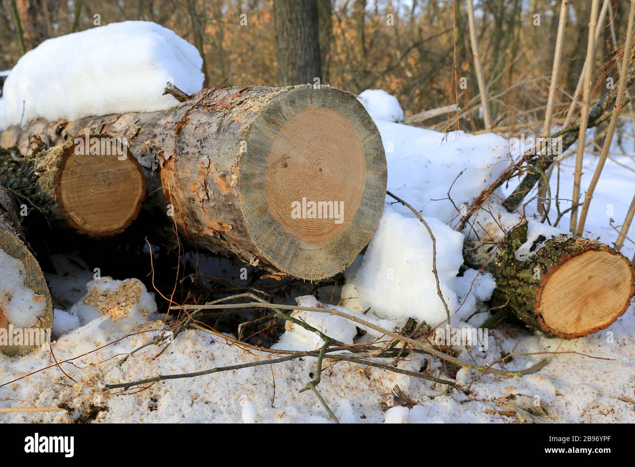 Pile wooden logs under hi-res stock photography and images - Alamy