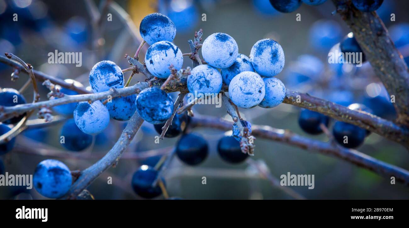 Nice ripe hi-res stock photography and images - Alamy