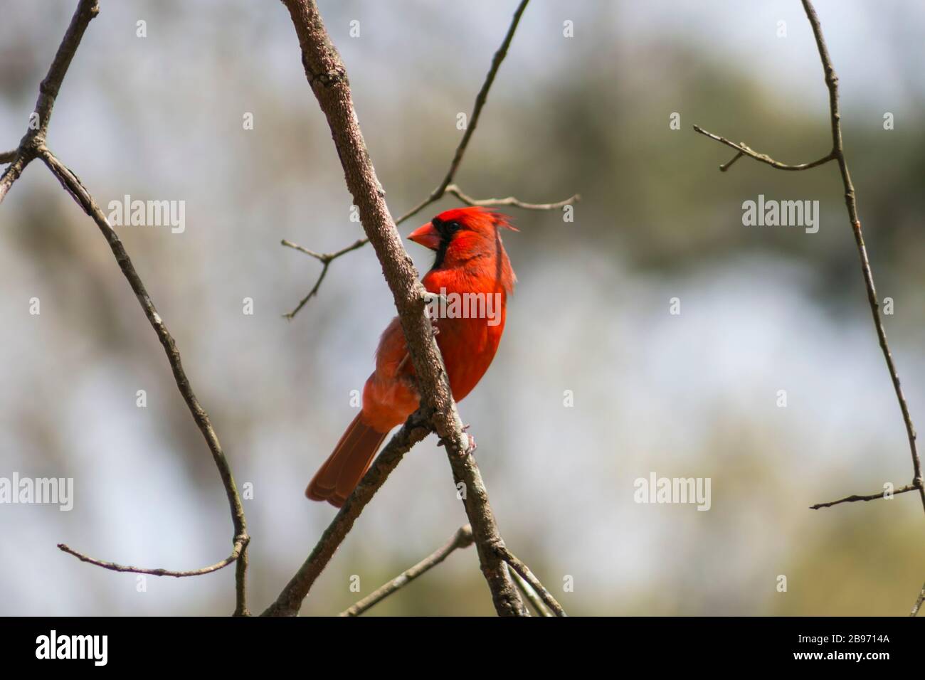 Male Cardinal (1 Stock Photo - Alamy
