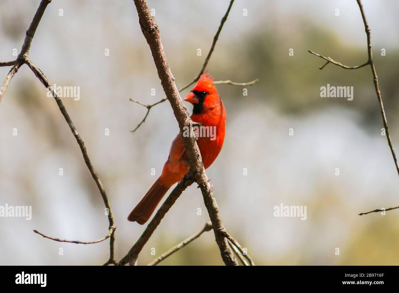 Northern cardinal birds hi-res stock photography and images - Alamy