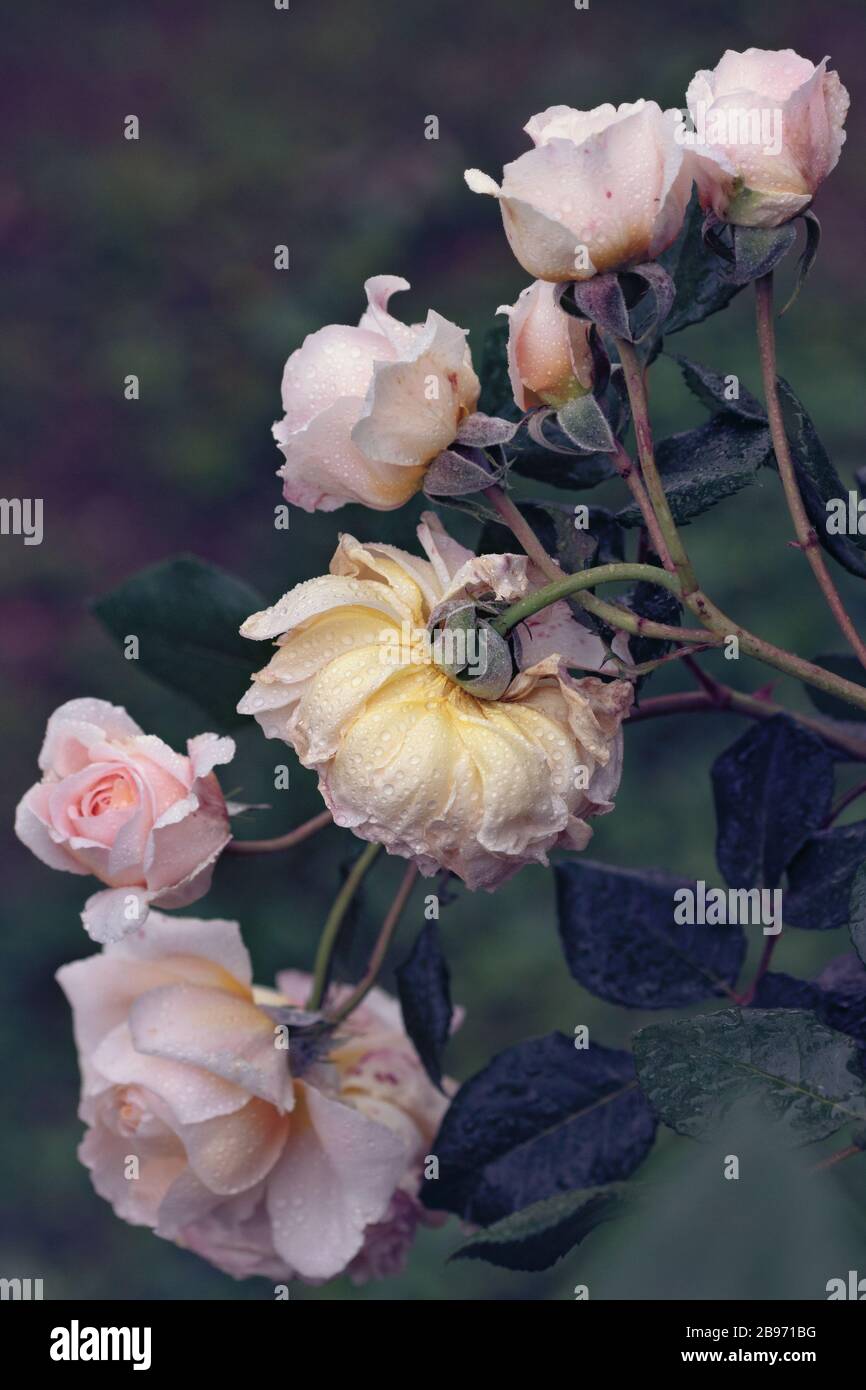 Field pink roses blue hi-res stock photography and images - Alamy